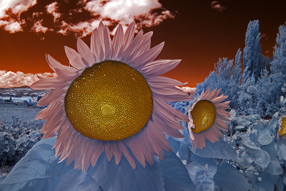 IR Sunflowers | Focal World