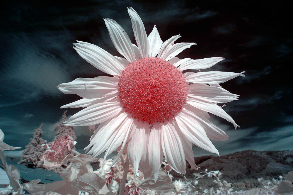 IR Sunflowers | Focal World