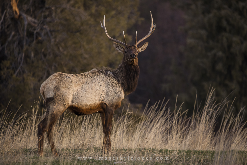 National Bison Range | Focal World
