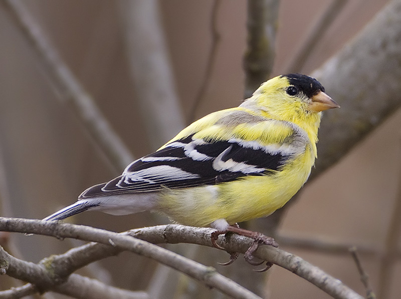 Basic bird photography | Focal World