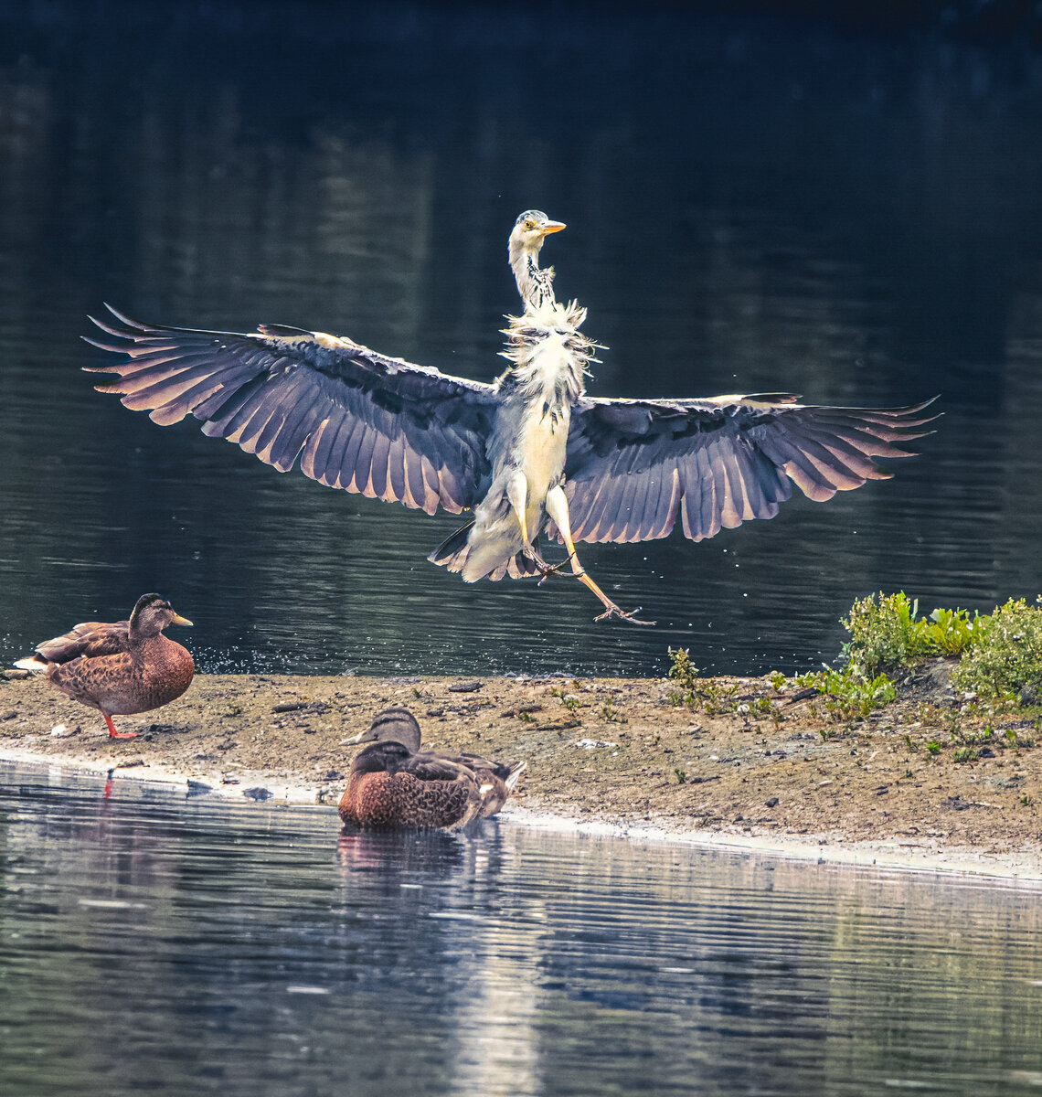 Heron - landing gear deployed | Focal World