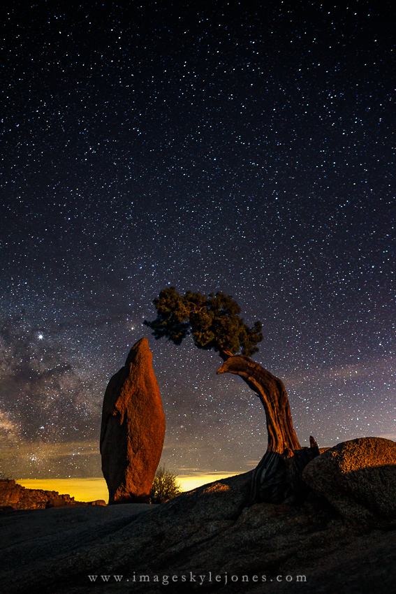 Joshua Tree Stars Portrait | Focal World