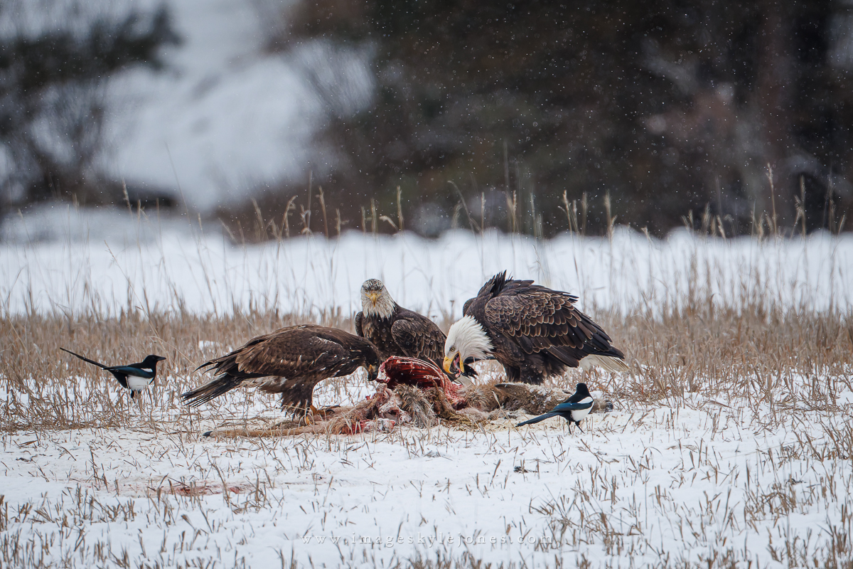 Eagles at the Feast | Focal World