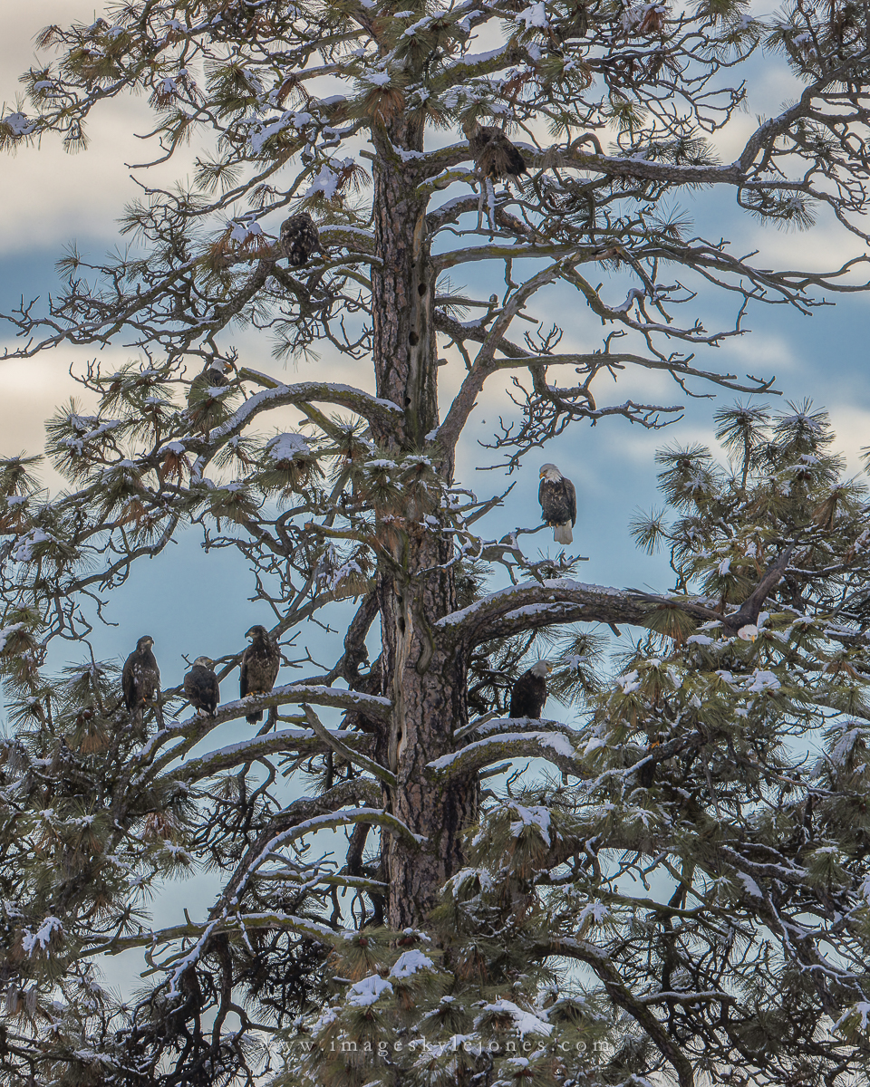 Eagles at the Feast | Focal World