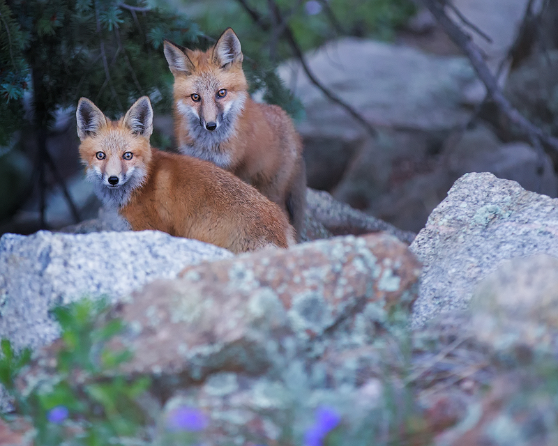 Some of my neighbors | Focal World