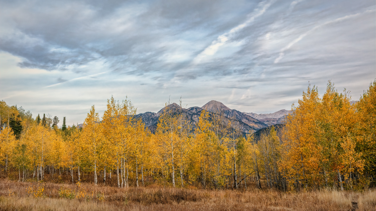 Alpine Loop | Focal World