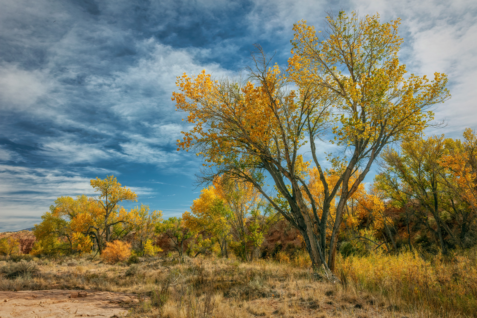 Fall in the desert | Focal World