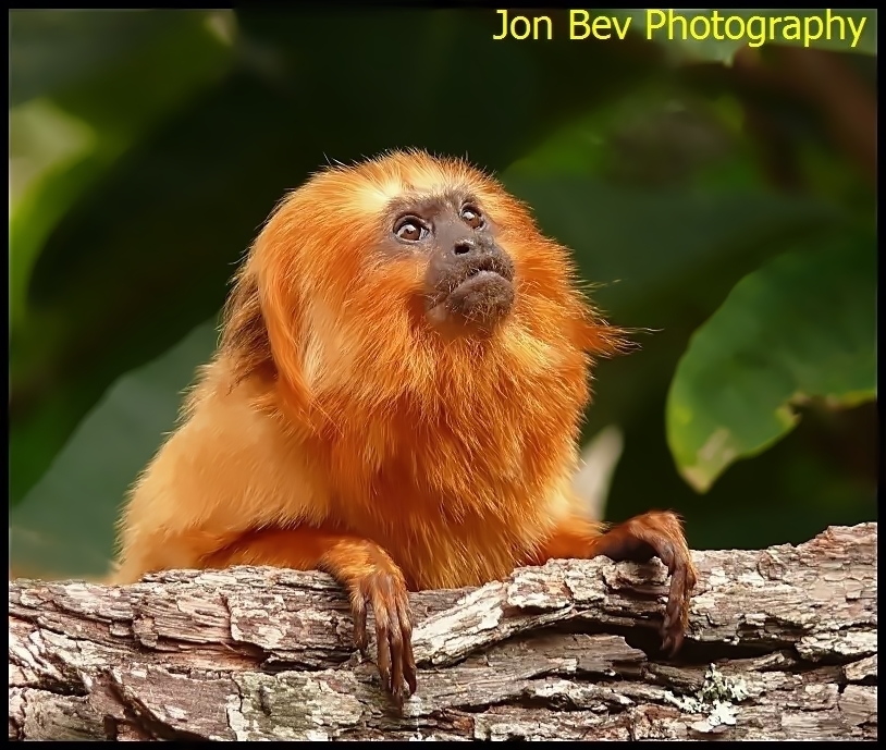 Golden Tamarin posing for me. | Focal World