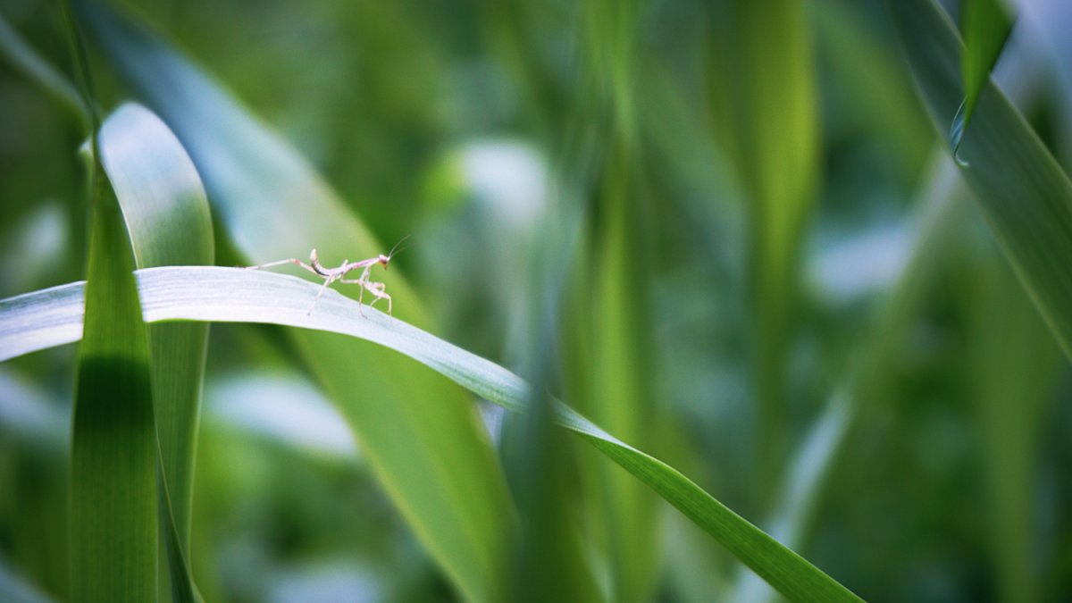 Meditating Mantis | Focal World