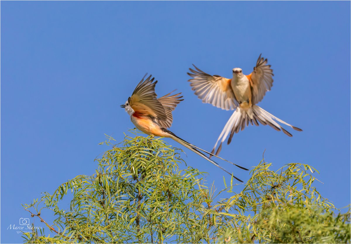 Scissor Tail Fly catcher | Focal World