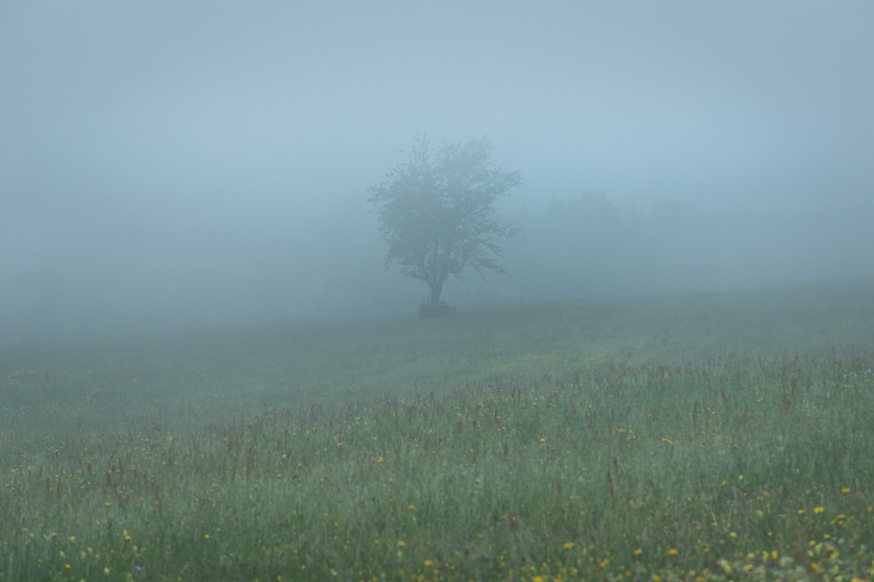 French country paths on a foggy day in spring | Focal World