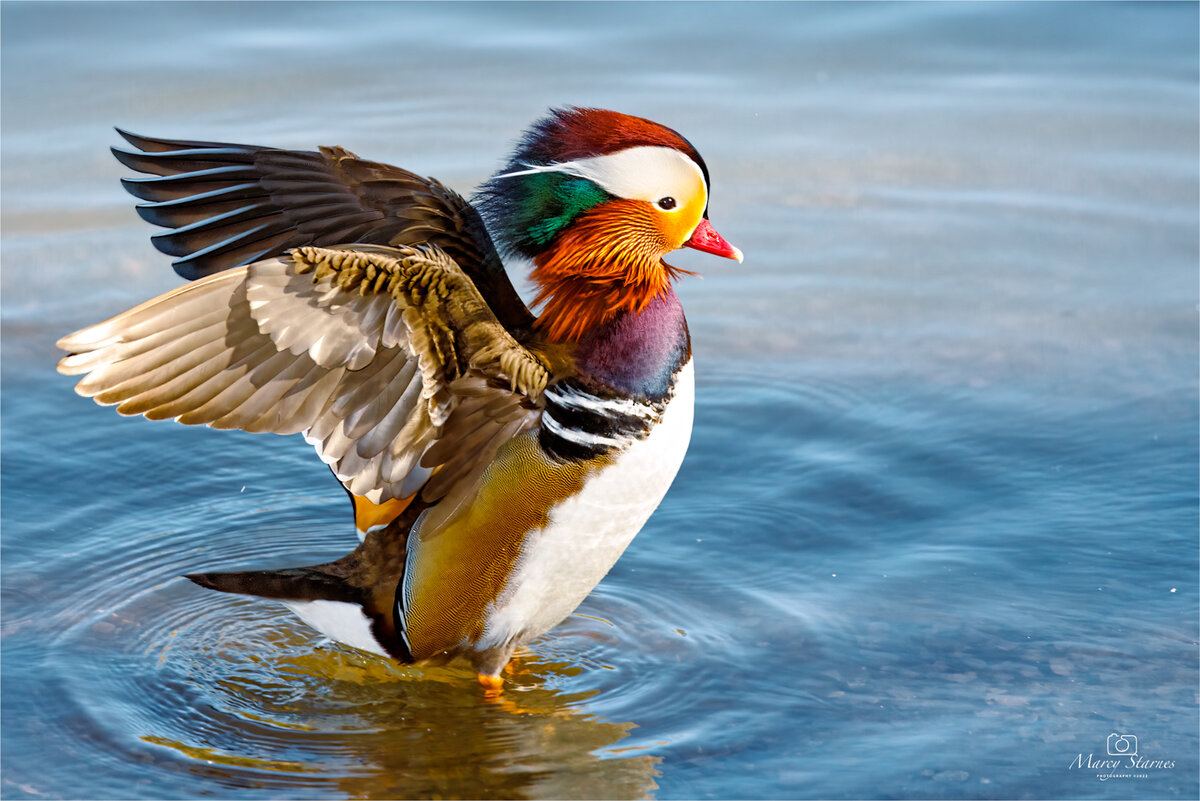 Beautiful Mandarin Ducks | Focal World
