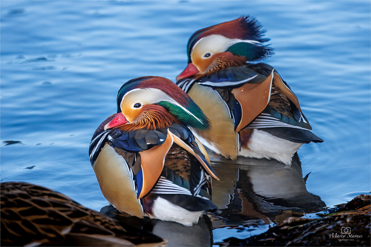 Beautiful Mandarin Ducks | Focal World