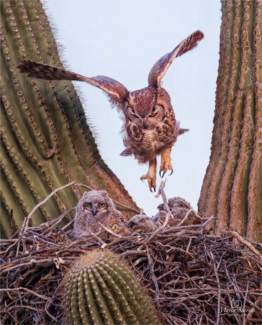 the Saguaro Owl nest | Focal World
