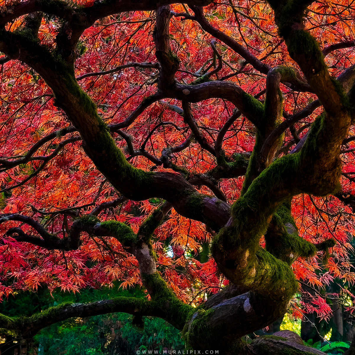 Japanese Maple @ Point Defiance Park | Focal World