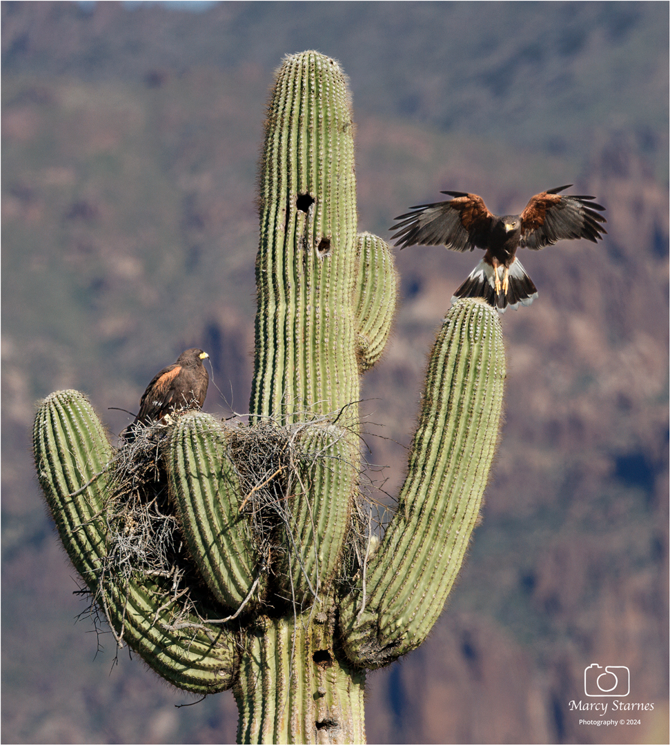 Harris Hawks - nest | Focal World