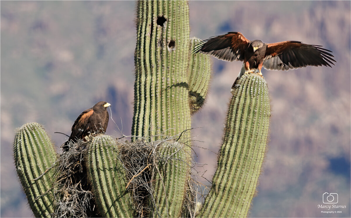 Harris Hawks - nest | Focal World