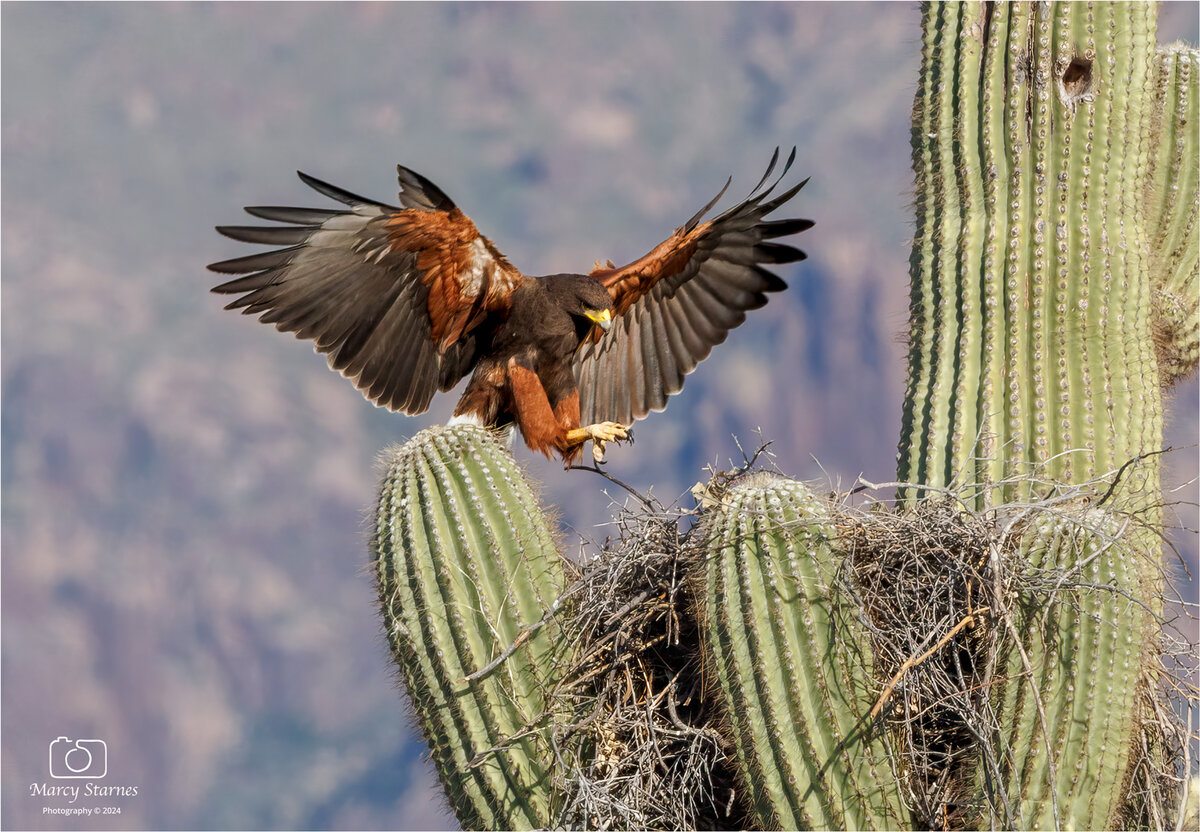 Harris Hawks - nest | Focal World