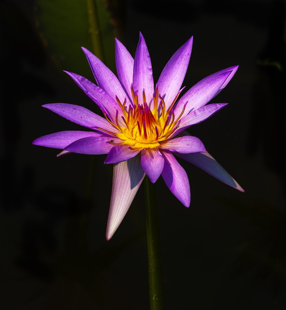 Purple Water Lily | Focal World