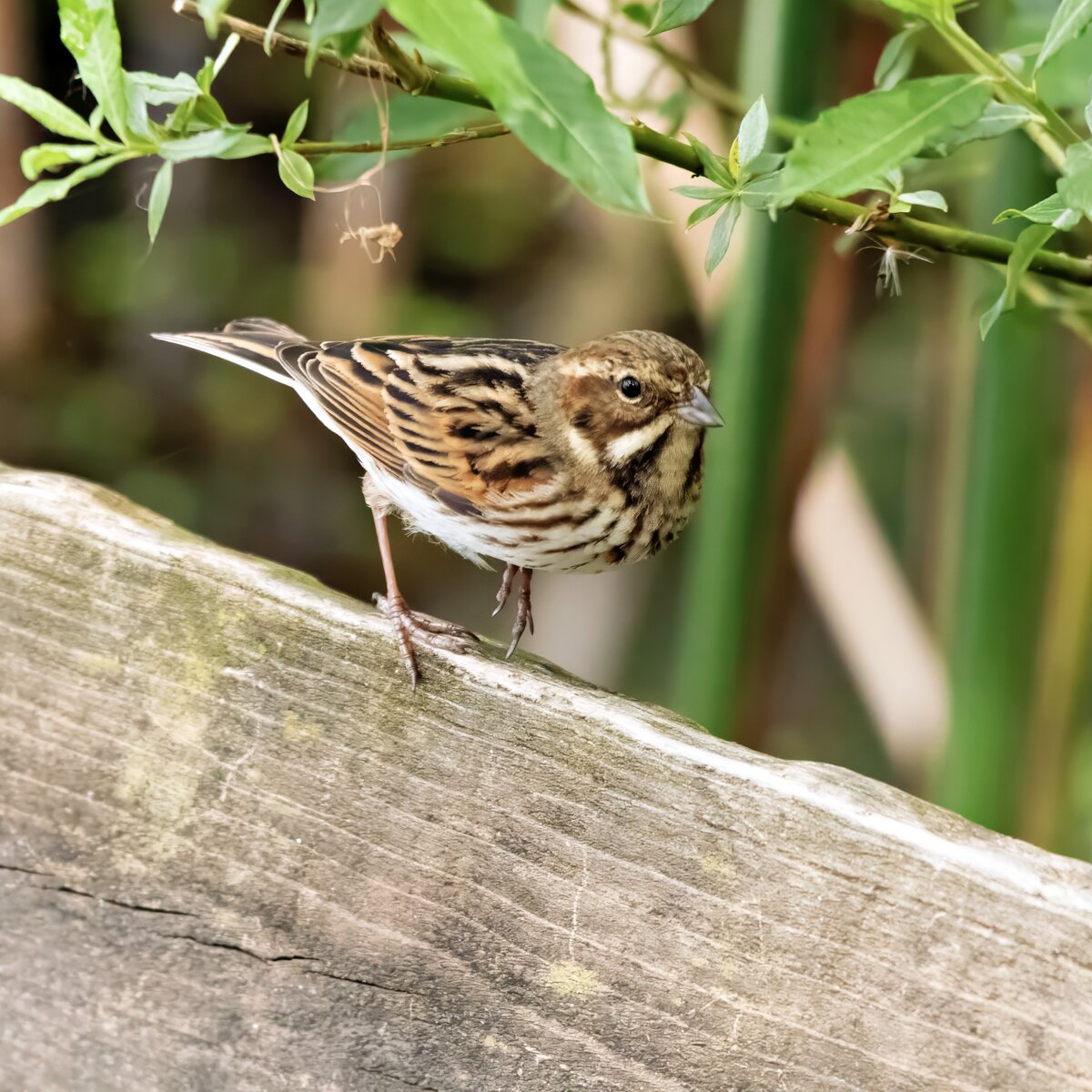 Few birds from my walk around Aqualate Mere | Focal World