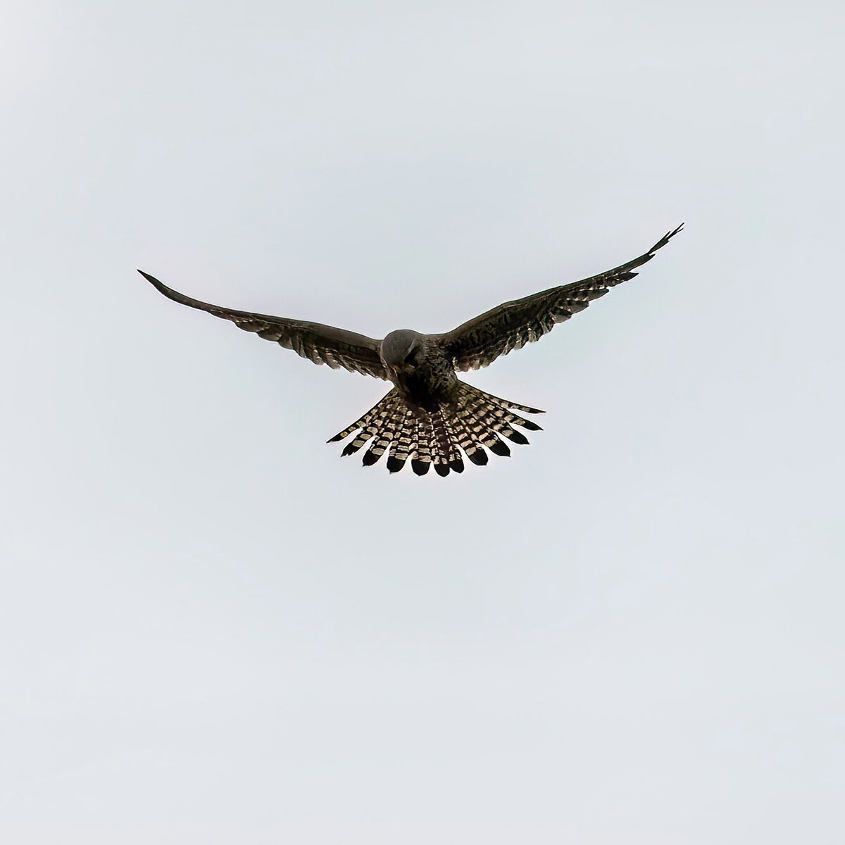 Few birds from my walk around Aqualate Mere | Focal World