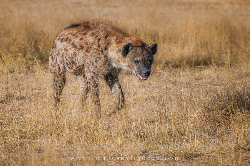 Hyena on the move | Focal World