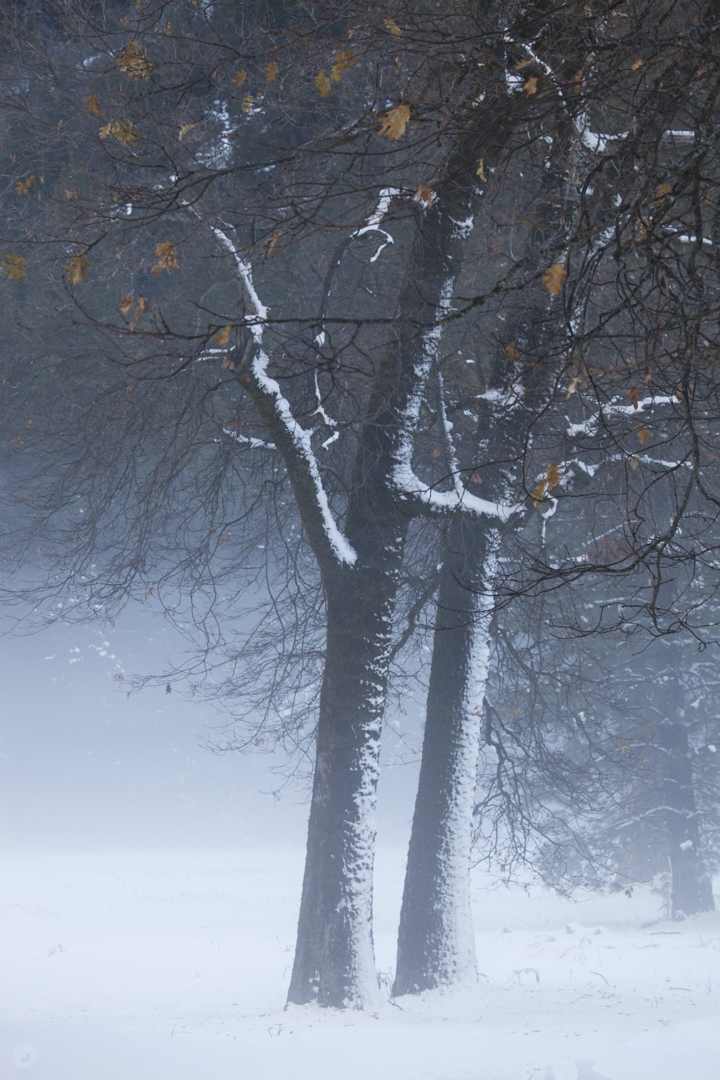 First days of Winter in Yosemite. The trees are decorated for Christmas ...