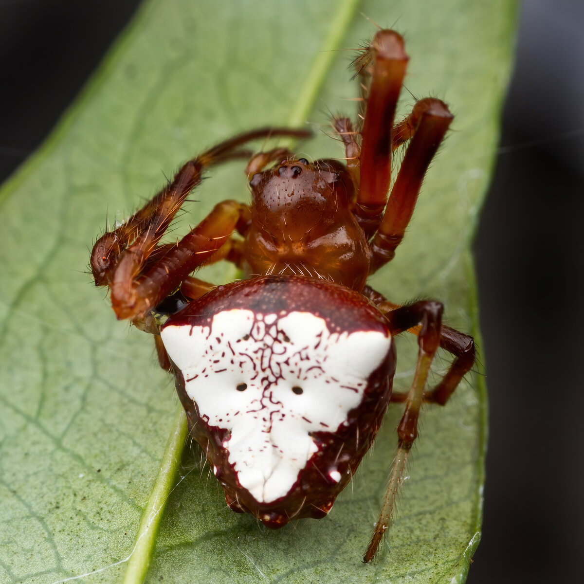 Arrowhead Orbweaver (Verrucosa arenata) | Focal World