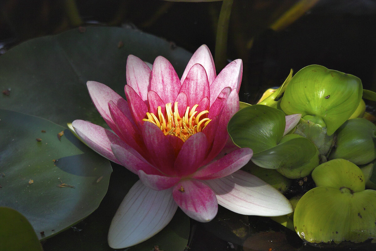 Pink Water Lily | Focal World