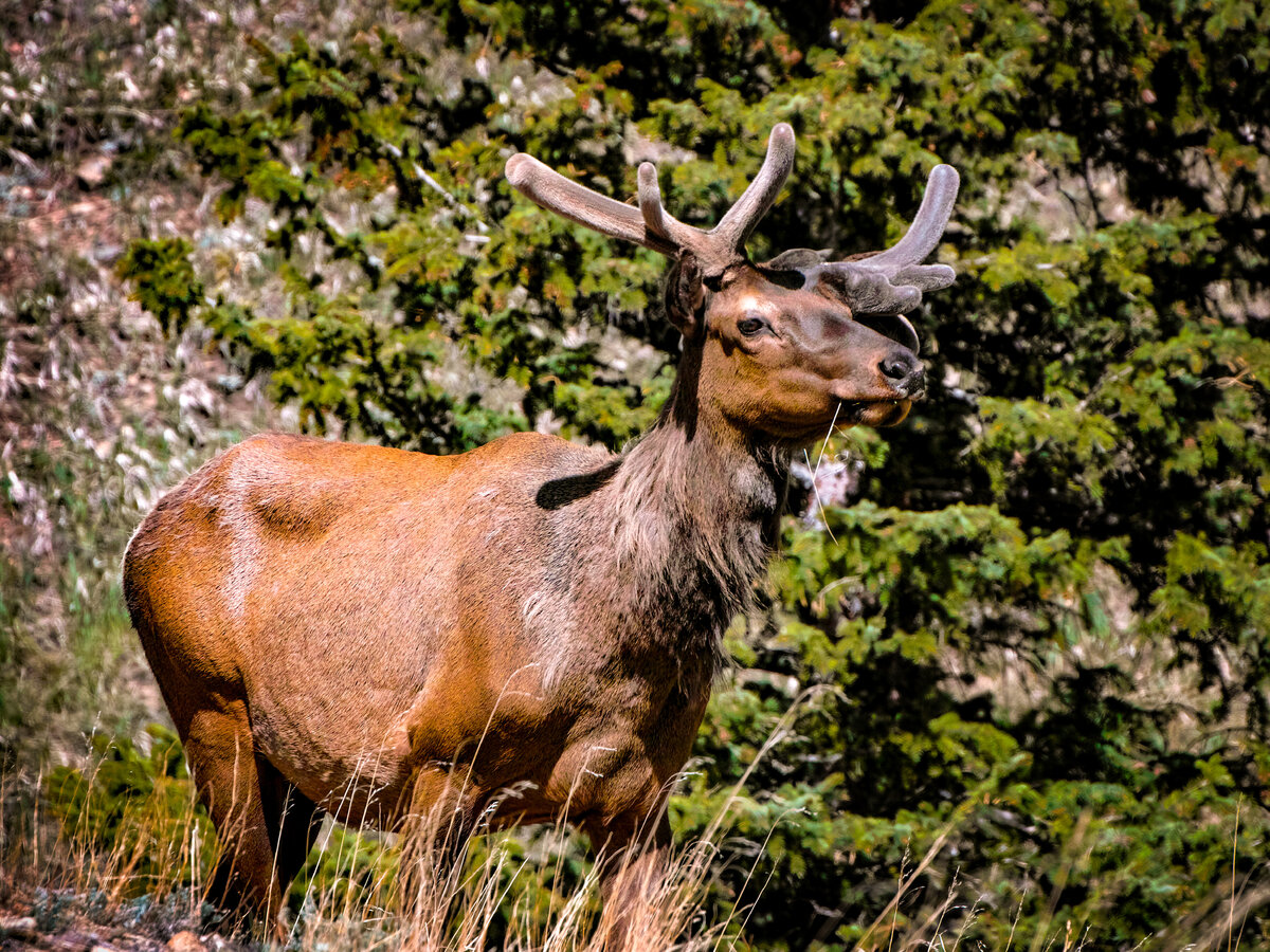 Young Bull Elk munching on Summer Grasses | Focal World