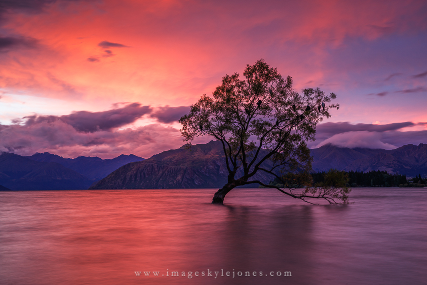 That Wanaka Tree | Focal World
