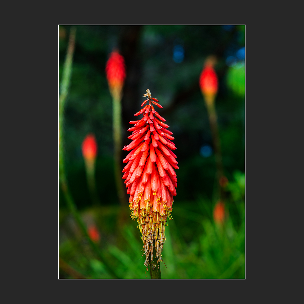 Torch Lily | Focal World