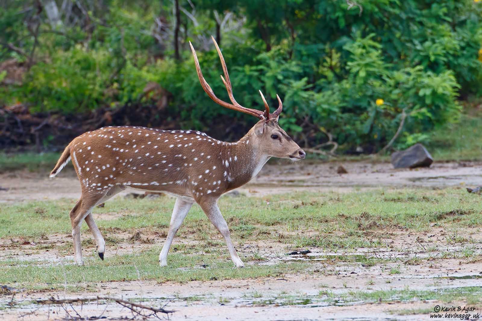 Sri Lankan Wildlife | Focal World