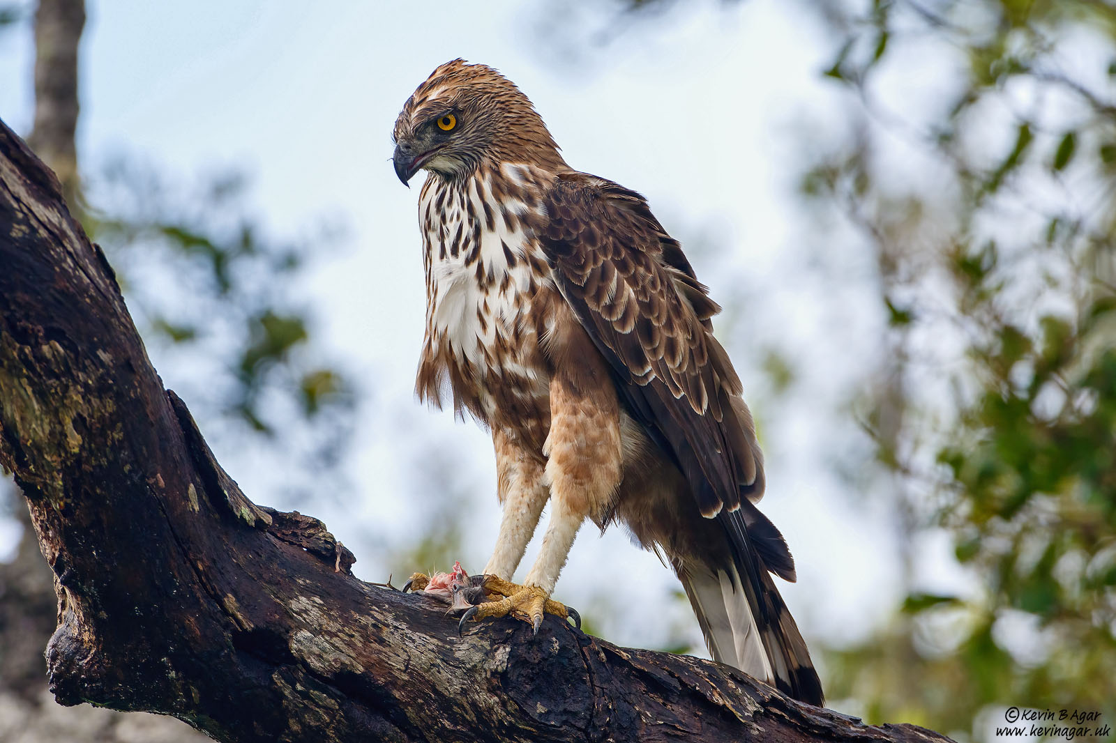 Changeable Hawk-Eagle, Nisaetus cirrhatus | Focal World