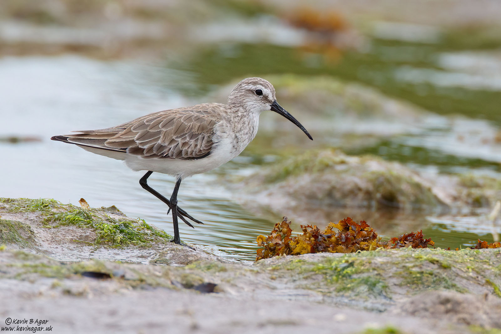 Zanzibar shore birds 2 | Focal World