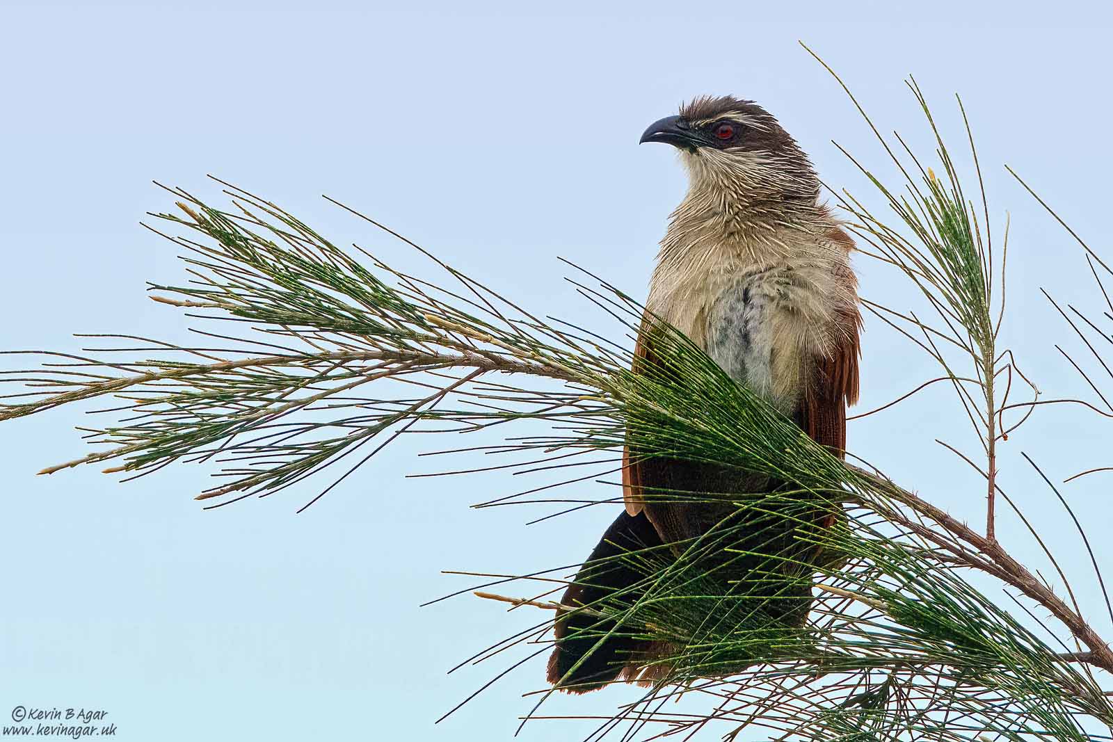 White-browed Coucal, Centropus superciliosus | Focal World