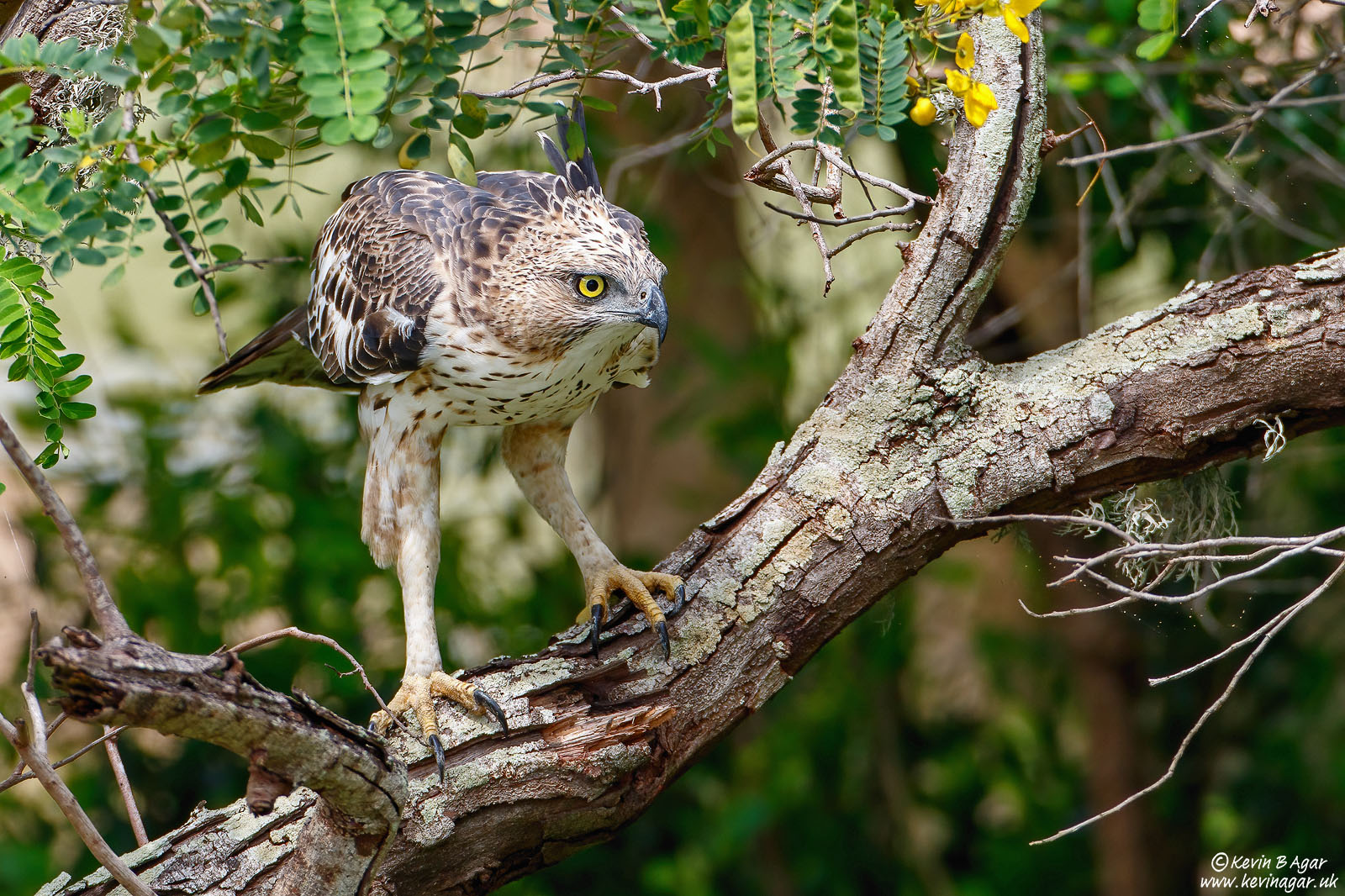 Changeable Hawk-Eagle, Nisaetus cirrhatus | Focal World