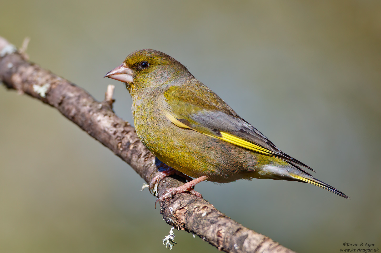 UK Finches | Focal World