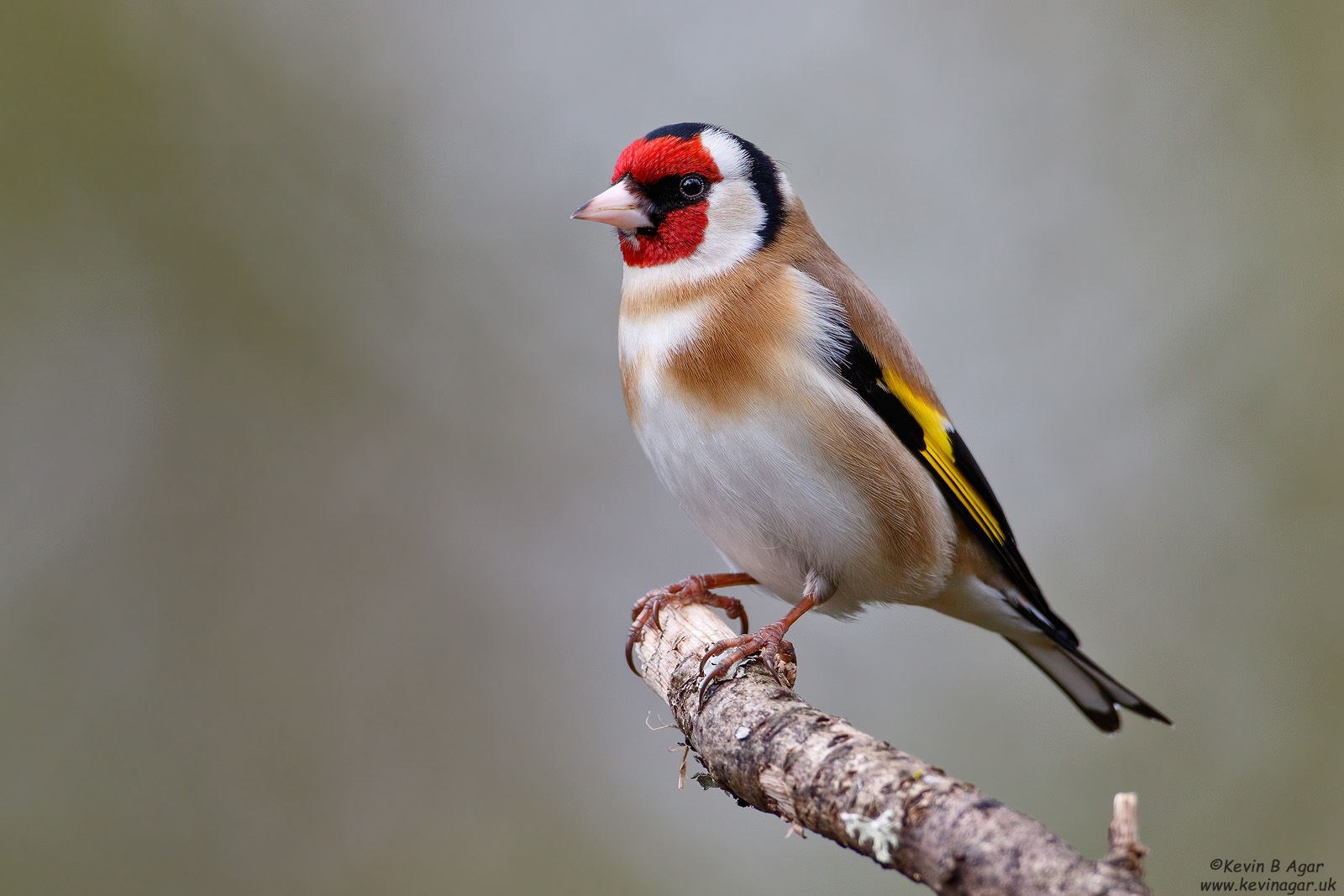 UK Finches | Focal World