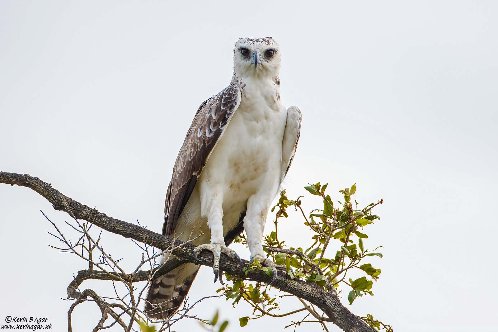 Two Raptors - Tanzania | Focal World