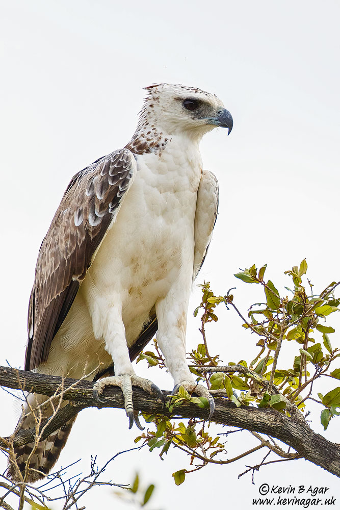 Two Raptors - Tanzania | Focal World