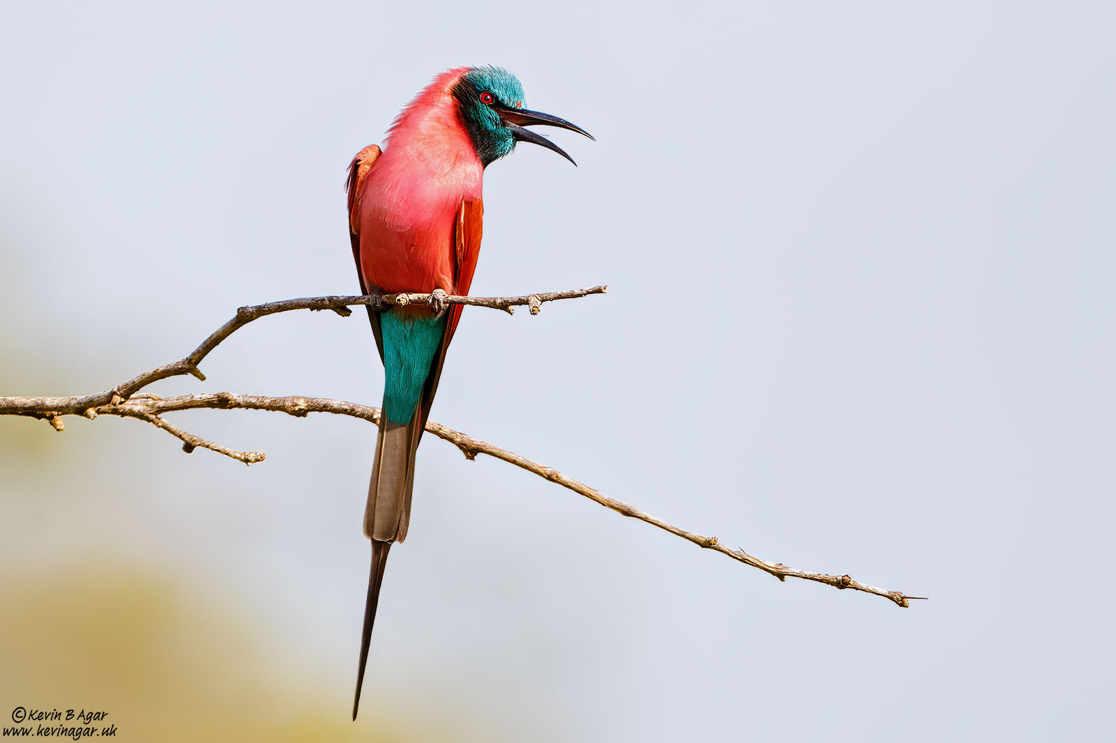Bee-eaters - Tanzania | Focal World