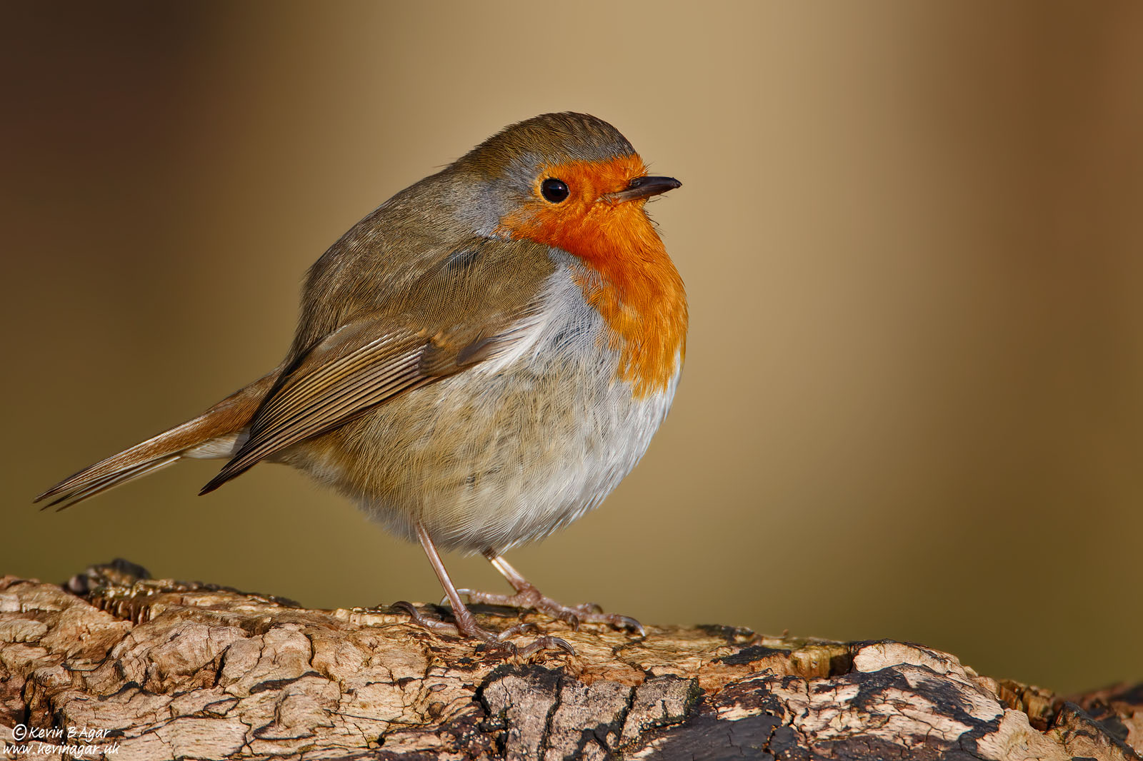 Robin | Focal World
