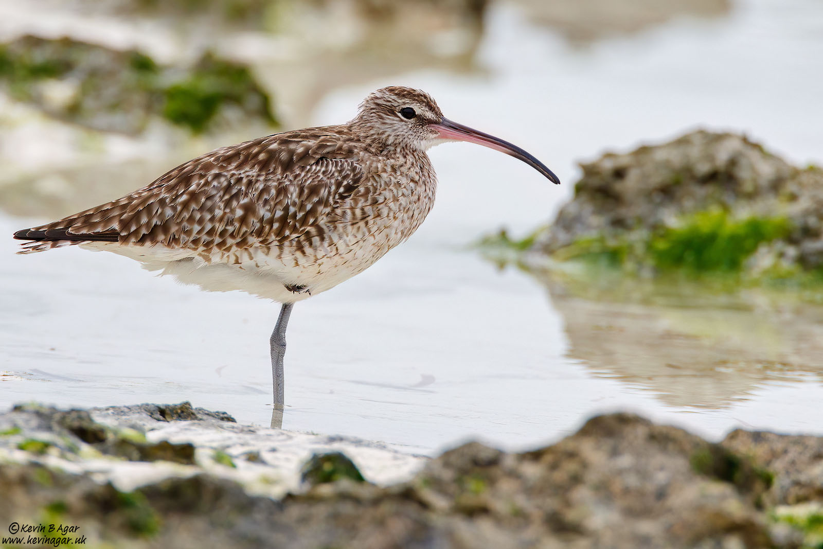 Shore birds - Zanzibar | Focal World
