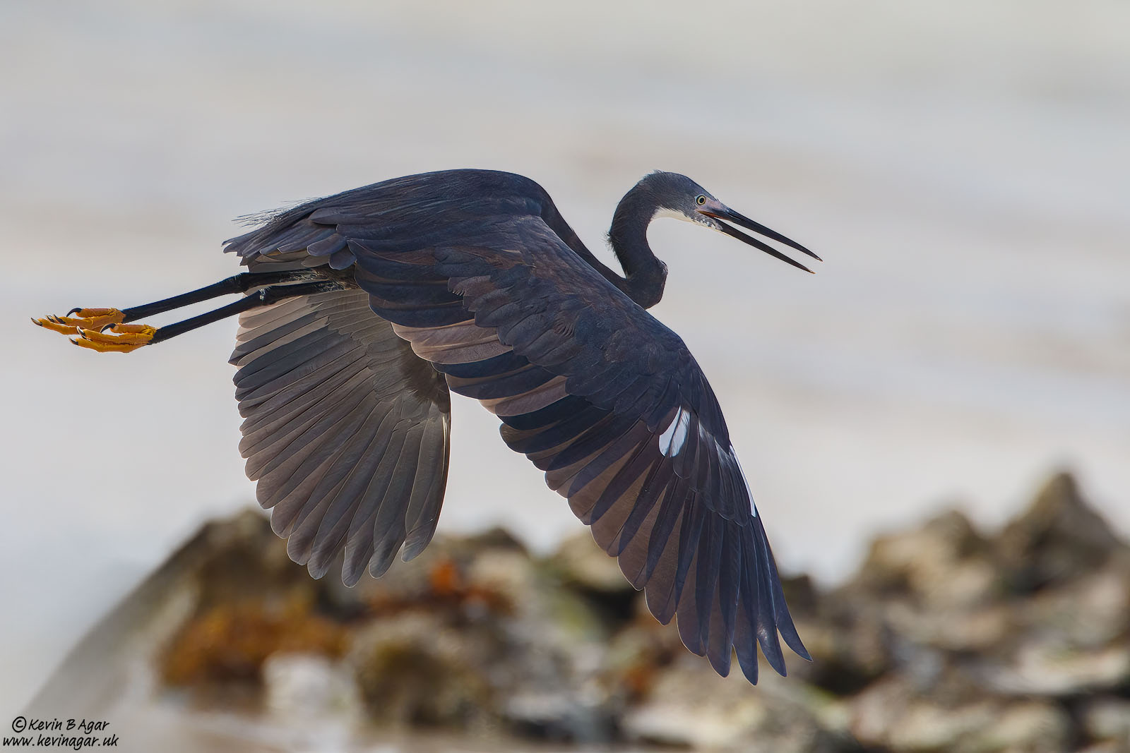 Herons and Egrets - Tanzania and Zanzibar | Focal World