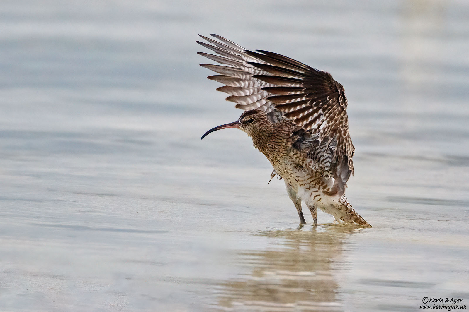Shore birds - Zanzibar | Focal World