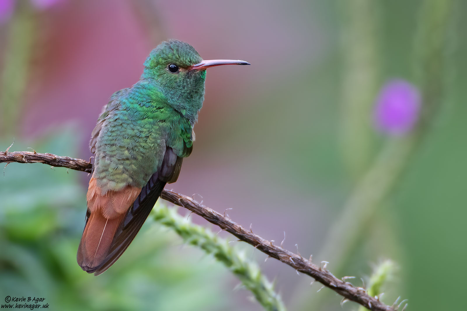 Hummingbirds | Focal World