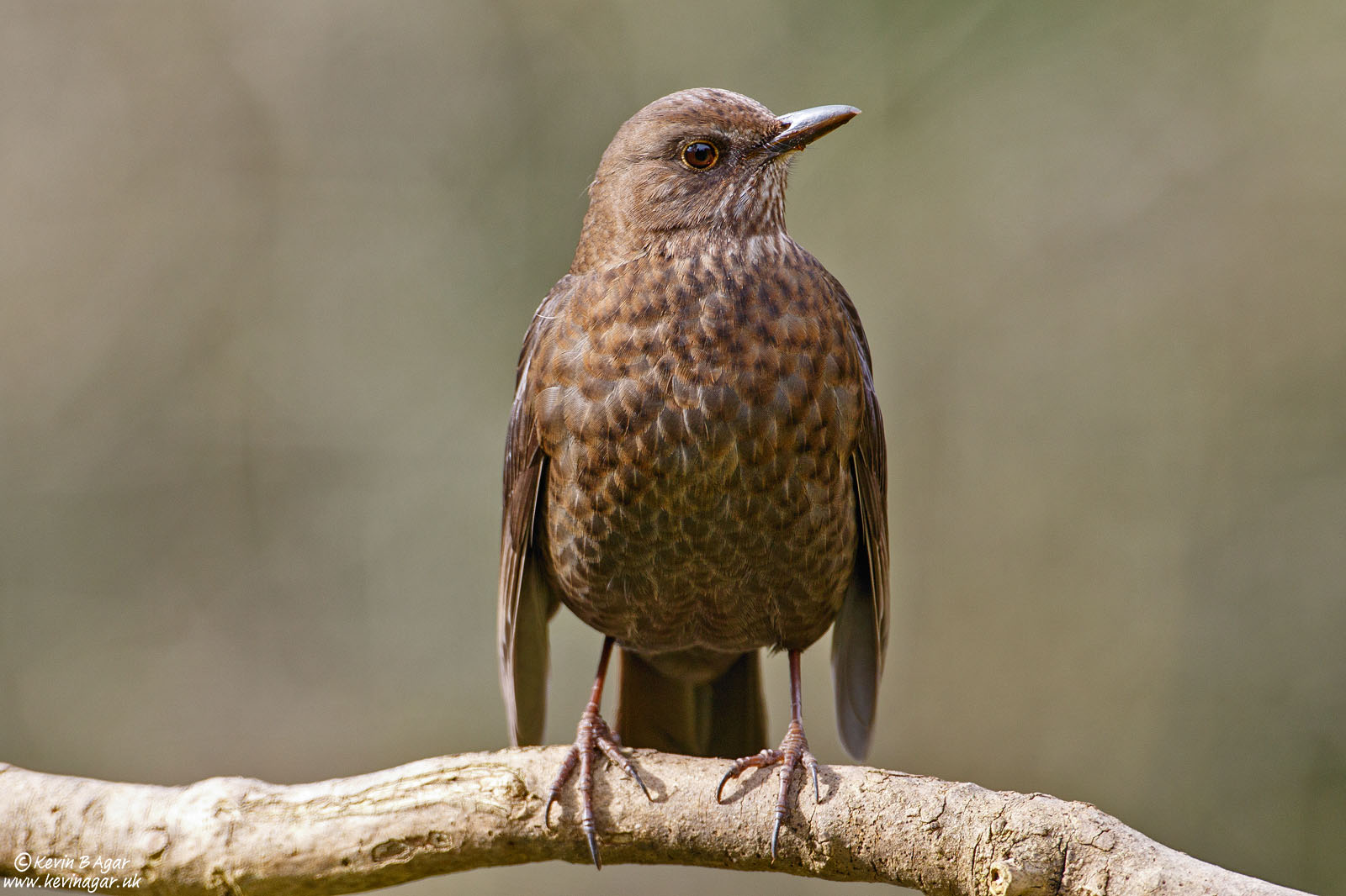 Couple of garden birds | Focal World