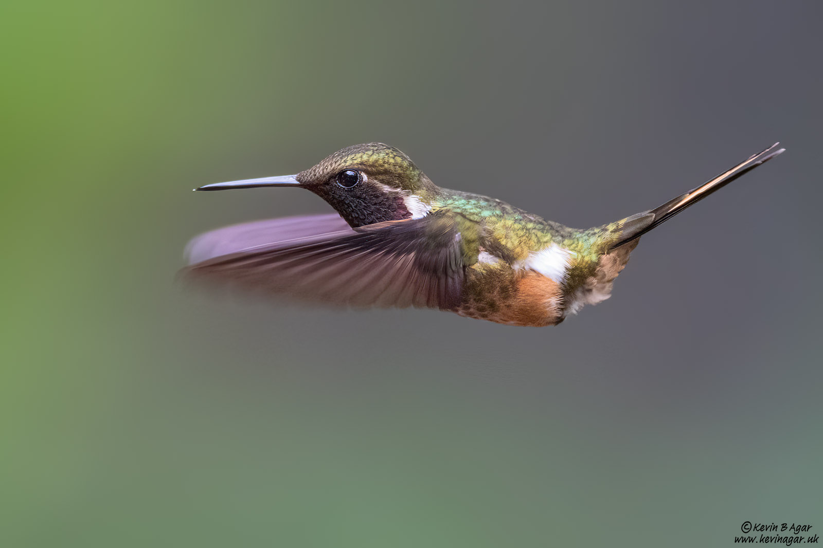 Hummingbirds | Focal World