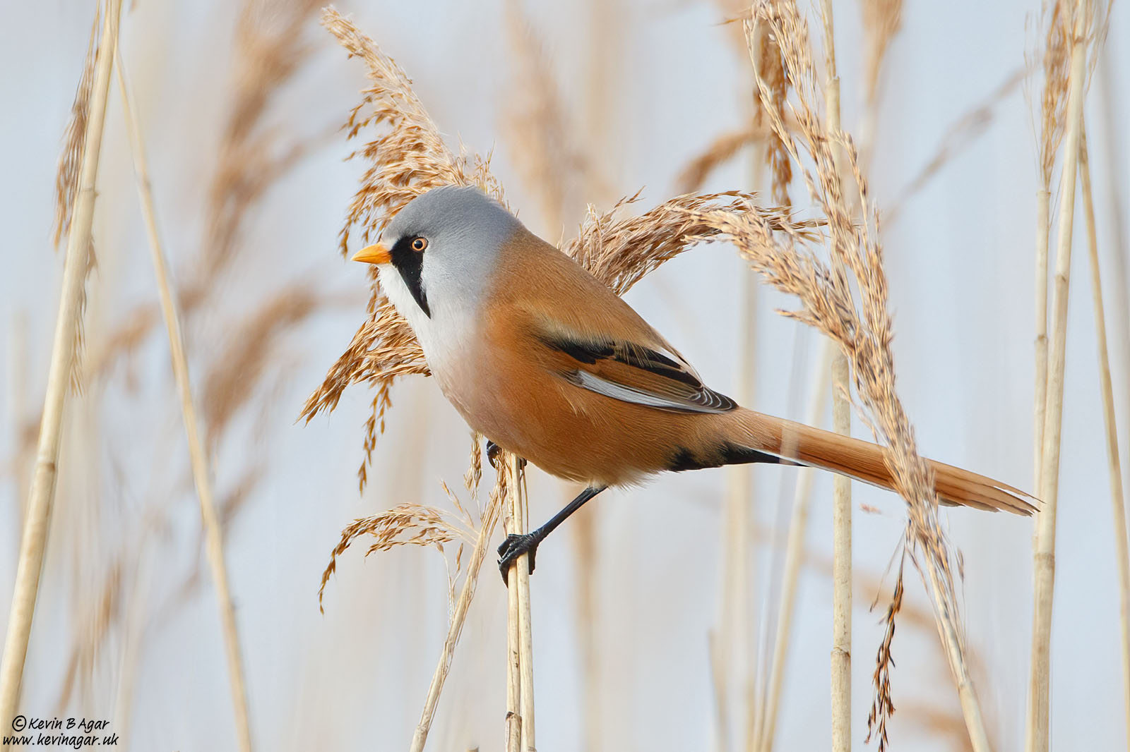 Bearded Tit, Panurus biarmicus | Focal World